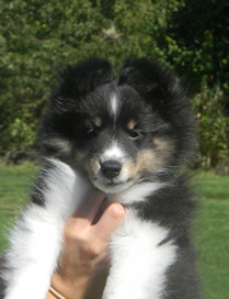 Untitled Document [www.nitelatchesshelties.com]