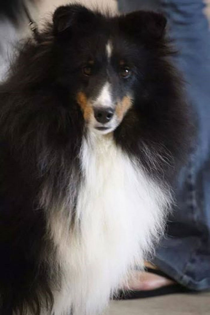 Untitled Document [www.nitelatchesshelties.com]